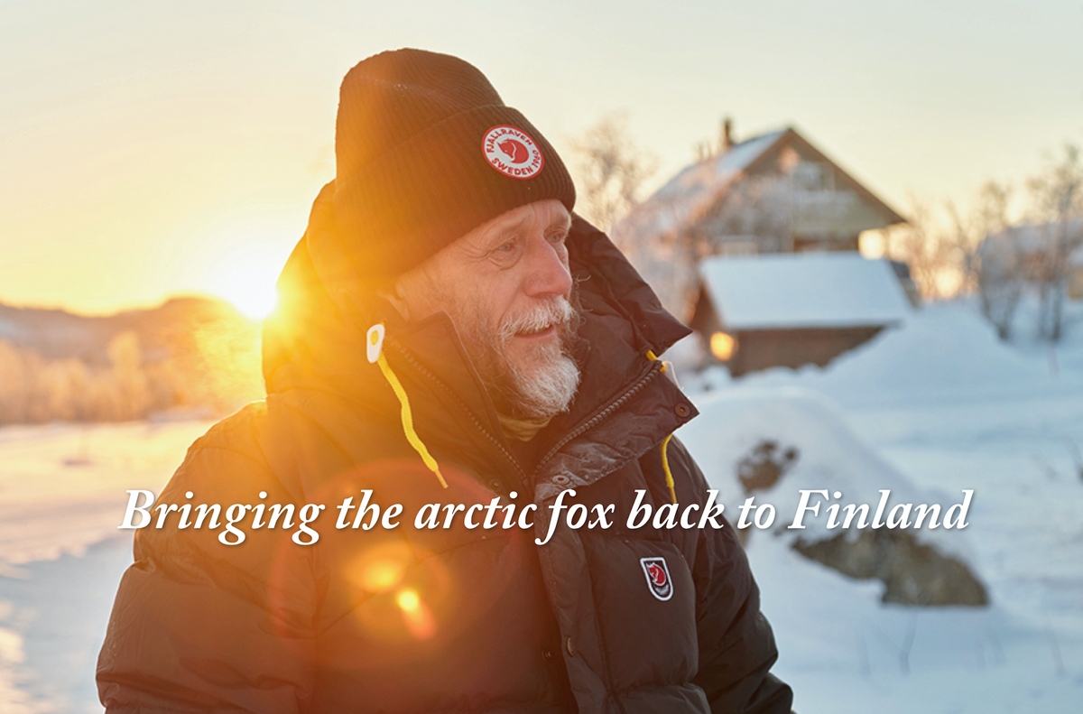 Bringing the arctic fox back to Finland – Fjällräven SEA