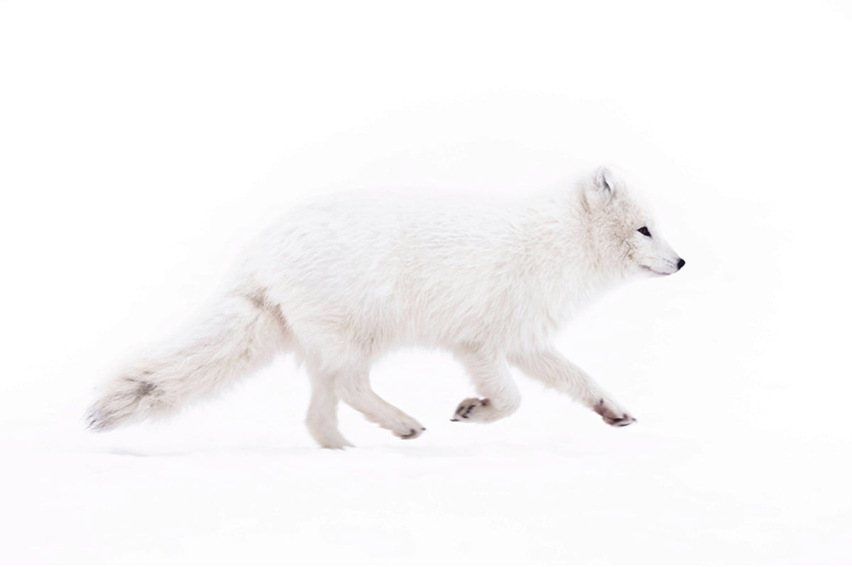 Arctic Fox Initiative – Fjällräven SEA